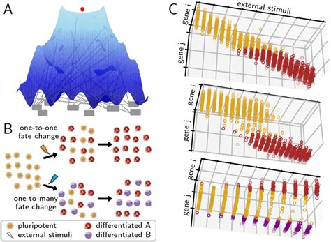 A Dynamical Systems Treatment Of Transcriptomic Trajectories In Hematopoiesis Nsf Simons