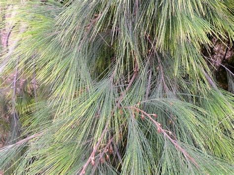 Allocasuarina Torulosa Wholesale Nursery Nurseries In Melbourne Sydney And Brisbane Plantmark