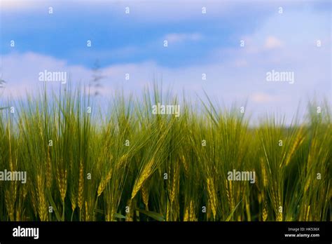 Green Agriculture Farming Grasses Wheat Wheat Field Grain Field