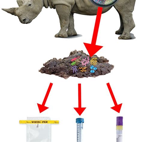 Overview Of Fecal Storage And Preservation Methodology Fecal Samples