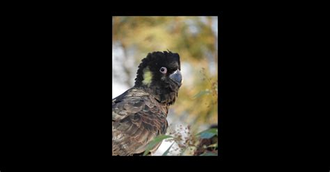 Yellow Tailed Black Cockatoo Cockatoo Posters And Art Prints