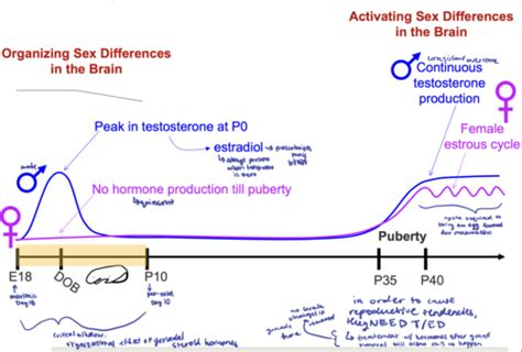 Neuro Midterm Flashcards Quizlet