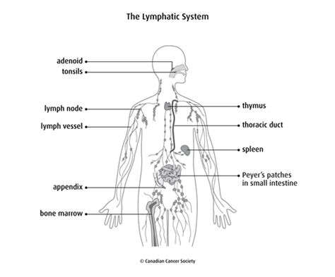 Immune System Part 2 Flashcards Quizlet