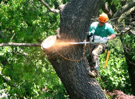 Tree Trimming In Brisbane Best Tree Removal Redlands
