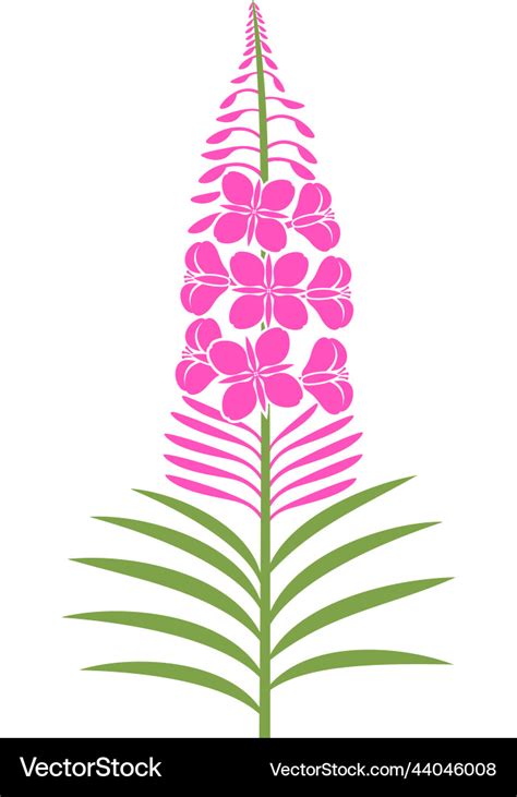 Fireweed Royalty Free Vector Image Vectorstock