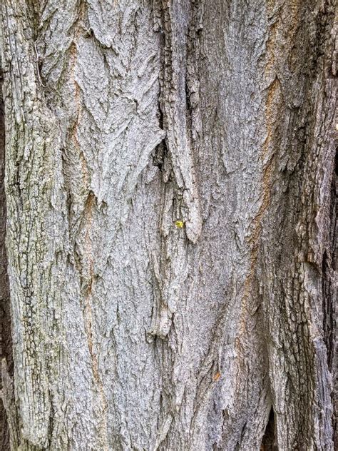 Bark Tree Stock Image Image Of Environmental Frame 261029543