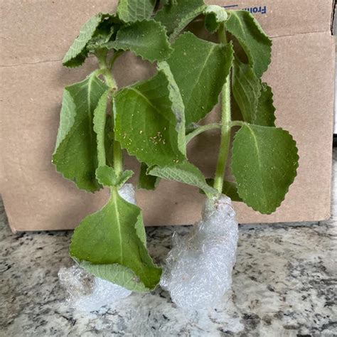 Jamaican Cerasee For Herbs Tea Cerasee Leaves Vinedetox Herbs
