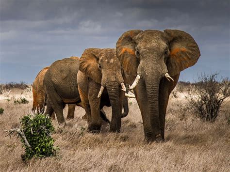 Elephants In Africa