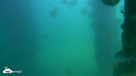 Scripps Pier Underwater Live Webcam Snapshot Image Hdontap