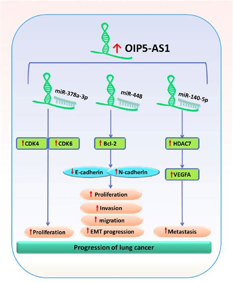 Oip5 As1 Enhances Cell Proliferation Invasion And Migratory Aptitude
