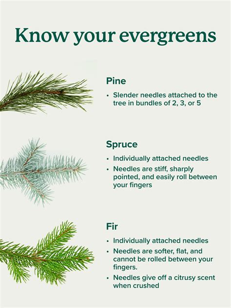 How To Identify Evergreen Trees Tree Identification Guide