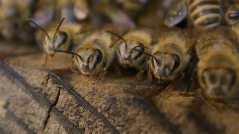 Secrets Of The Bees Interview James Cameron And More Moviefone