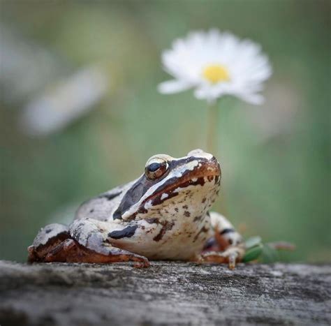 Cute Pond Frog Cute Animals Nature