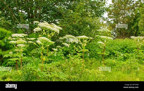 Tiges De Berce Du Caucase Banque D Image Et Photos Alamy