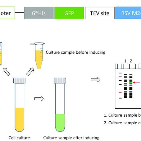 Expression Of The Gfp Fused Protein A The Illustration Of The