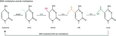 Schematic Representation Of Methylation And De Methylation Cytosines