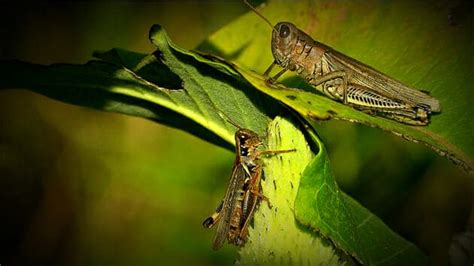Grasshoppers Great Benefit For The Environment And Wildlife