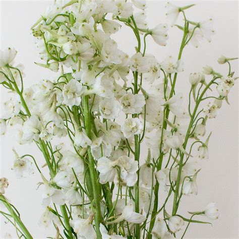 White Delphinium Flower Bulk Fresh Diy Wedding Flowers Flower Moxie