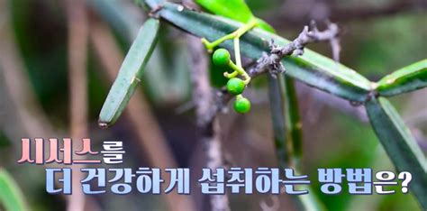 시서스 효능 복용방법 부작용 파는 곳 정리 5분전 유용한 건강 요리 소식