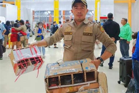 Balai Karantina Papua Tengah Selamatkan Burung Nuri Kepala Hitam