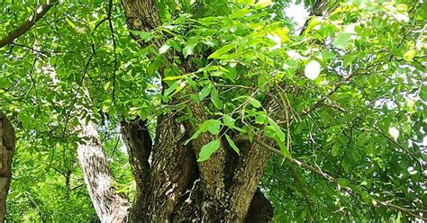 Tree Album On Imgur