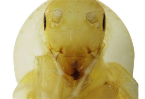 Bizarre Cockroach With A Halo Found In Vietnamese Cave