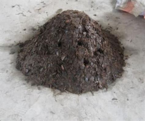 Production And Contribution Of Trichoderma Microorganism And Its Use In