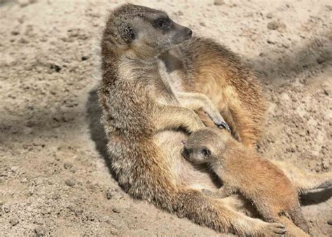 Suricata Suricatta Acuarios Y Mascotas