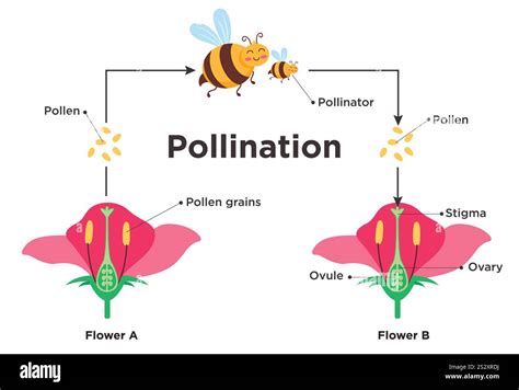 Flower Pollination Diagram Clipart Design Flowers Reproduction