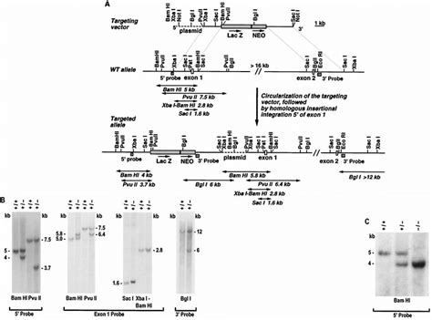 Disruption Of The Mouse Sr Bi Locus A Schematic Representation And