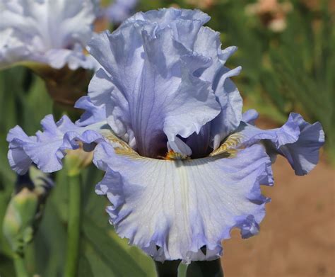 Bouncing Blue Betty Mid America Garden