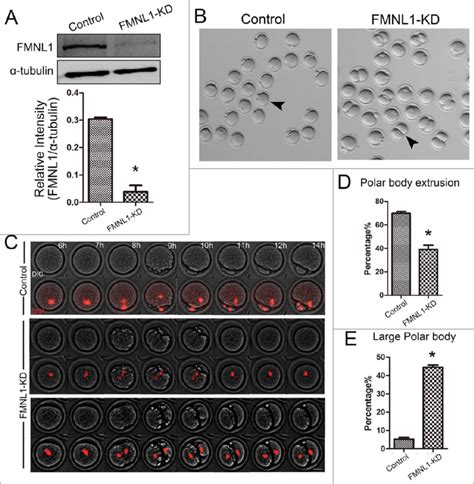 Fmnl1 Depletion Disrupts First Polar Body Extrusion And Asymmetric