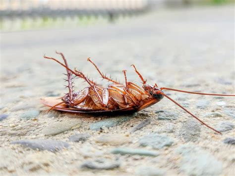Upside Down Cockroach Lies On The Ground In Close Up View Stock Image