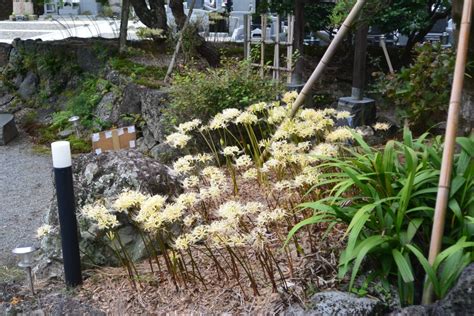北條寺の白いヒガンバナ伊豆の国市 しずおかはなさんぽ