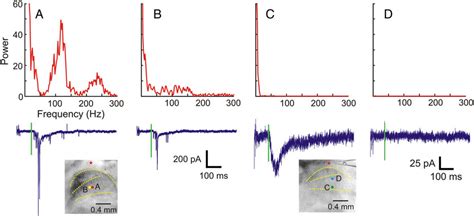 Temporal Properties Of The Responses Evoked By Photostimulation A B Download Scientific