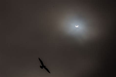 Eclipse And Bird Imgur