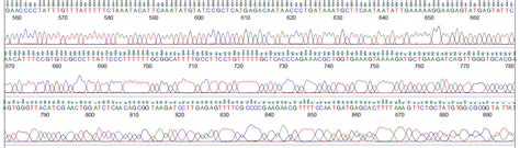 Gencatch™ Plasmid Dna Mini Prep Kit Epoch Life Science
