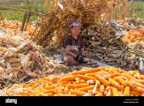 Burmese Woman Dehusking Corn Shan State Myanmar Burma South Asia
