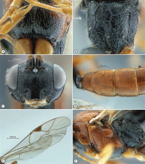 Diadromus Collaris Holotype Female A Metapleuron Ventral View B