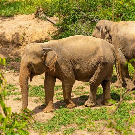 Samui Elephant Haven Wild Cottages Elephant Sanctuary Bophut