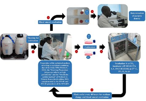 Process For The Replication Of Plasmodium Falciparum Strains Nf54 And