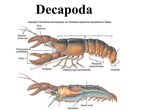 Arthropoda Anatomy Labeling Diagram Quizlet