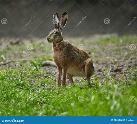 Wild Adult Hare In The Forest Stock Photo Image Of Attentive Mammal