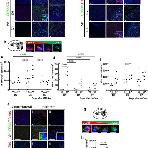 Facs Analysis Of Monocyte Macrophage Subtypes In The Bone Marrow