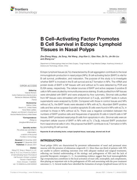 Pdf B Cellactivating Factor Promotes B Cell Survival In Ectopic