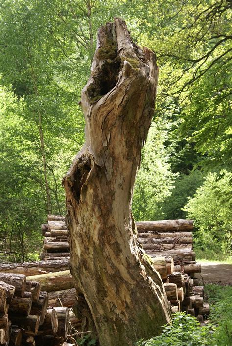 Deadwood Tree Cave Dead Free Photo On Pixabay Pixabay