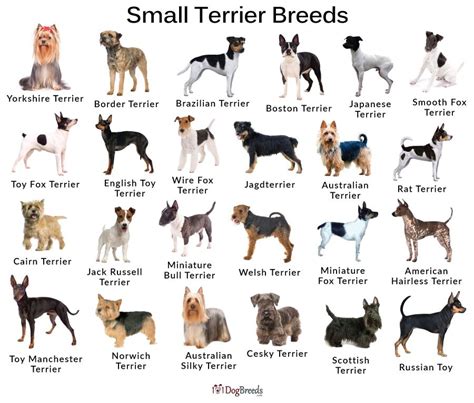 Types Of Small Medium Large Terrier Breeds With Pictures Artofit