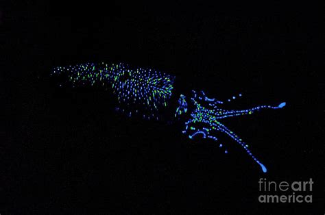 Firefly Squid Photograph By Dante Fenolio Fine Art America