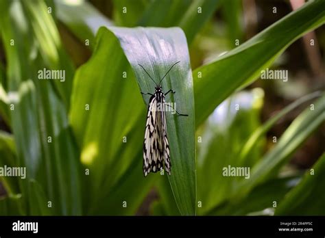 Large Tree Nymph On A Leaf Stock Photo Alamy