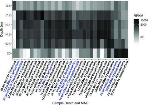Metagenomic Read Coverage For Each Mag At Each Sample Depth Abundance Download Scientific